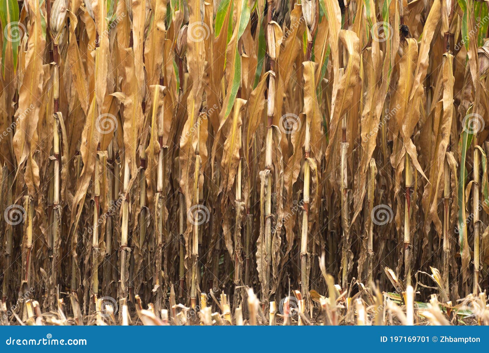 A row of Maize stock image. Image of stems, corn, brown - 197169701