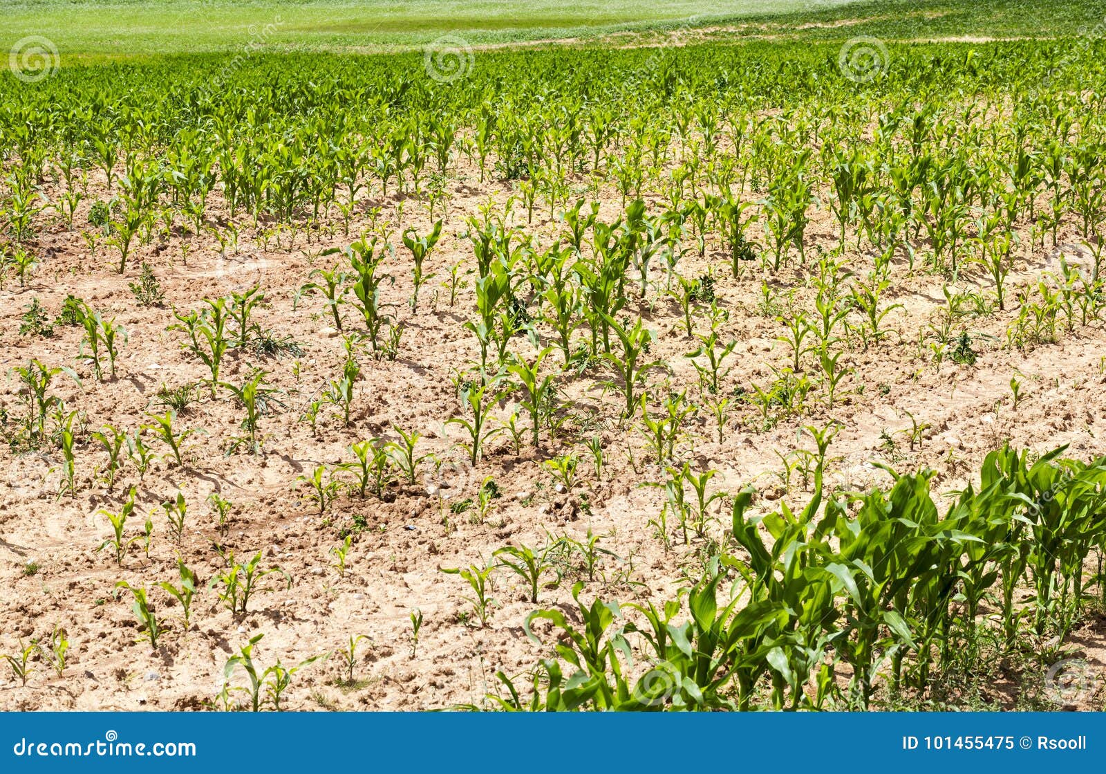 Row of maize plants stock image. Image of leaf, fresh - 101455475