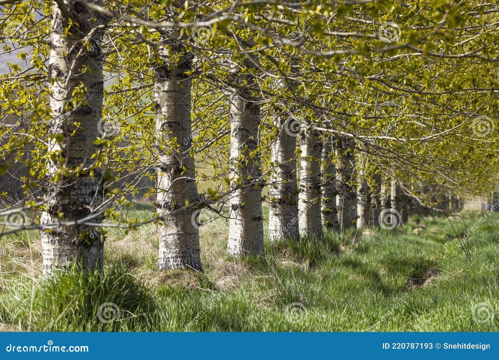 Row of Many River Birch Trees Stock Image - Image of plant, trees ...