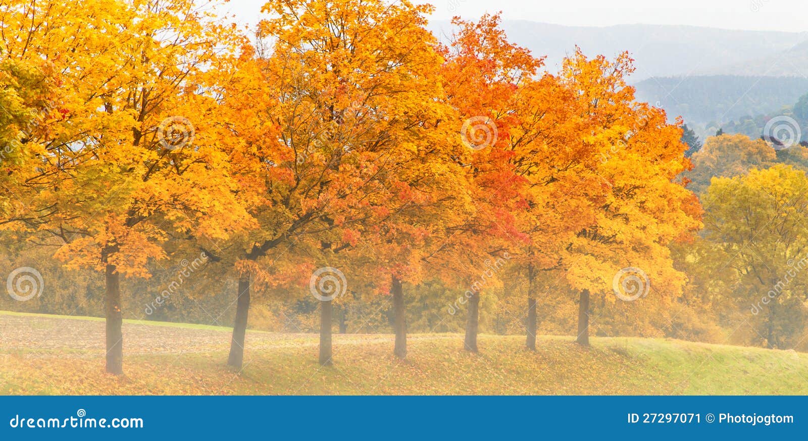 Row of Maple Tree´s in Autumn Stock Image - Image of bright, avenue ...