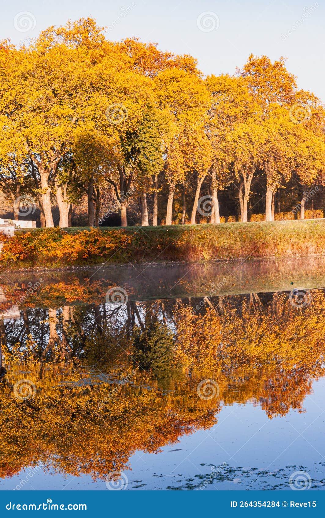 Row of Maple Trees, on a Lake Shore, with Their Reflection, on an ...