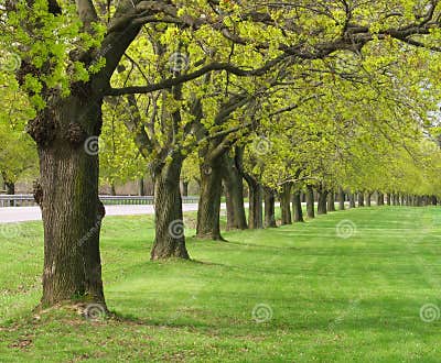 Row of Maple Trees in Spring Stock Photo - Image of vanishing, country ...