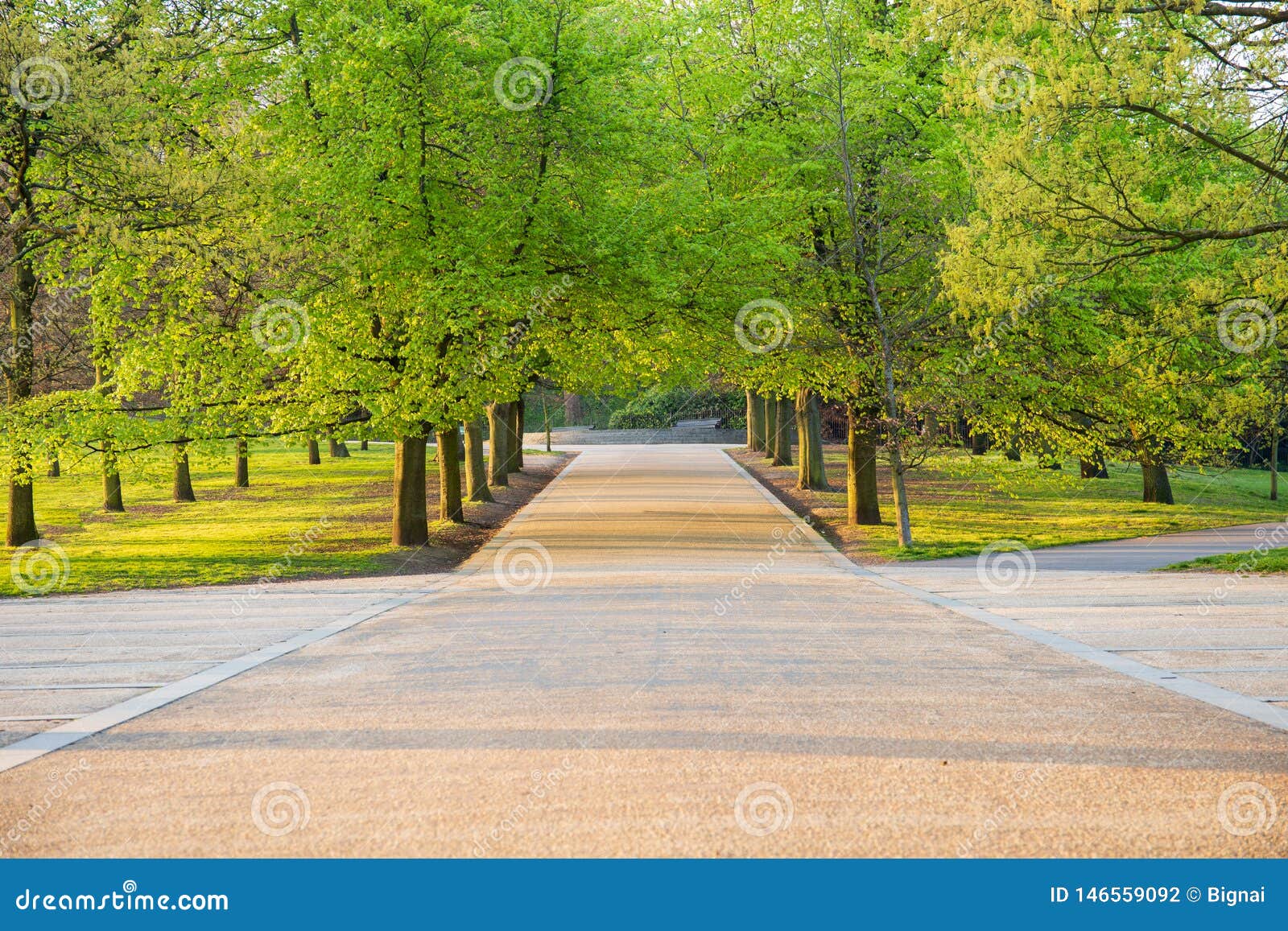 Row of Maple Trees in Spring Time with Pedestrian Walkway. Stock Photo ...