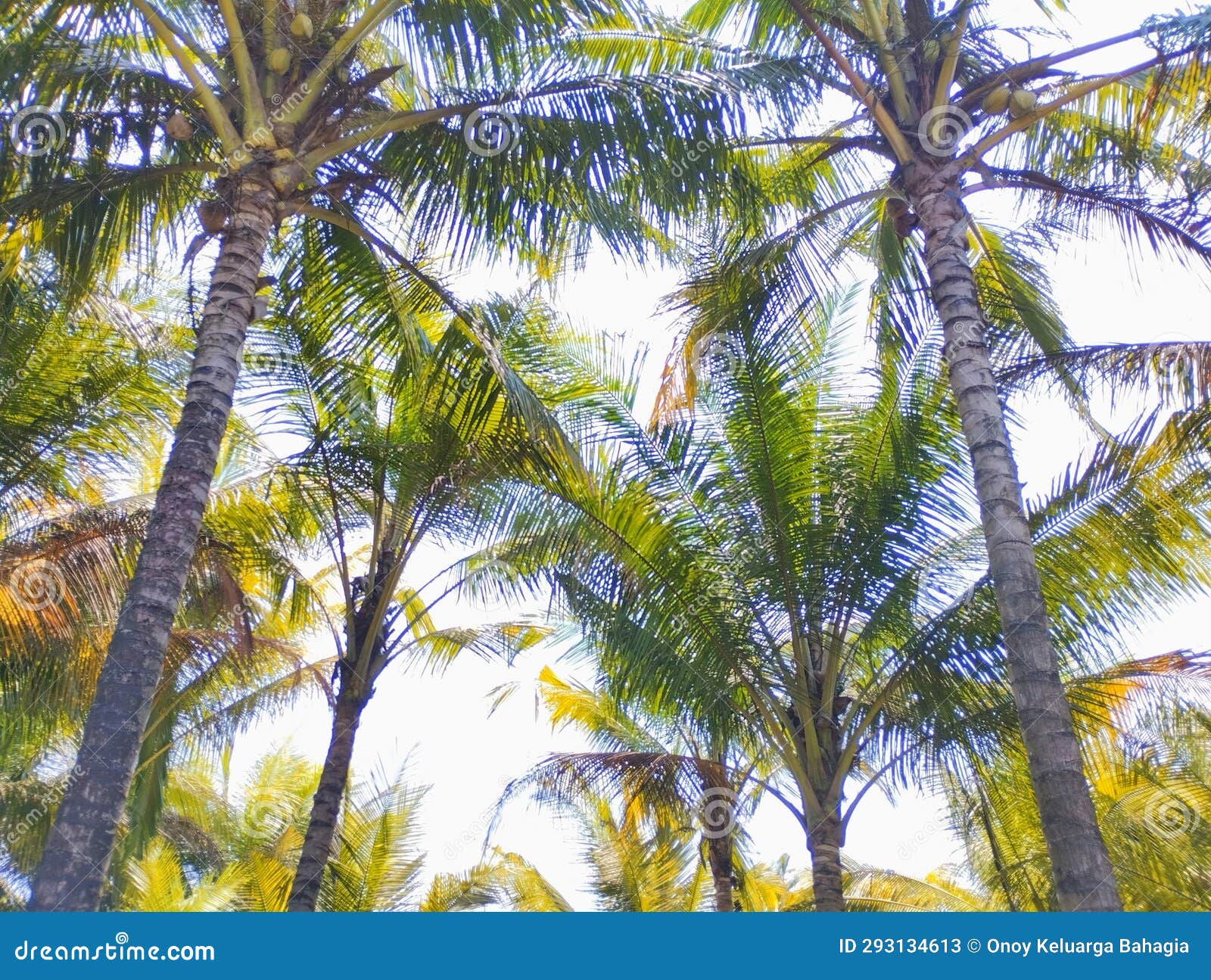 Row of Mature Coconut Trees Stock Image - Image of tropics, forest ...