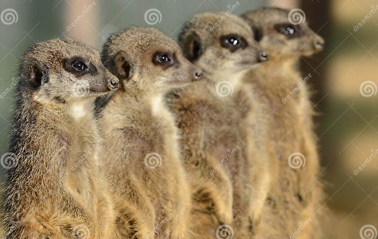 Row of Meerkats stock image. Image of grassland, clan - 22529019