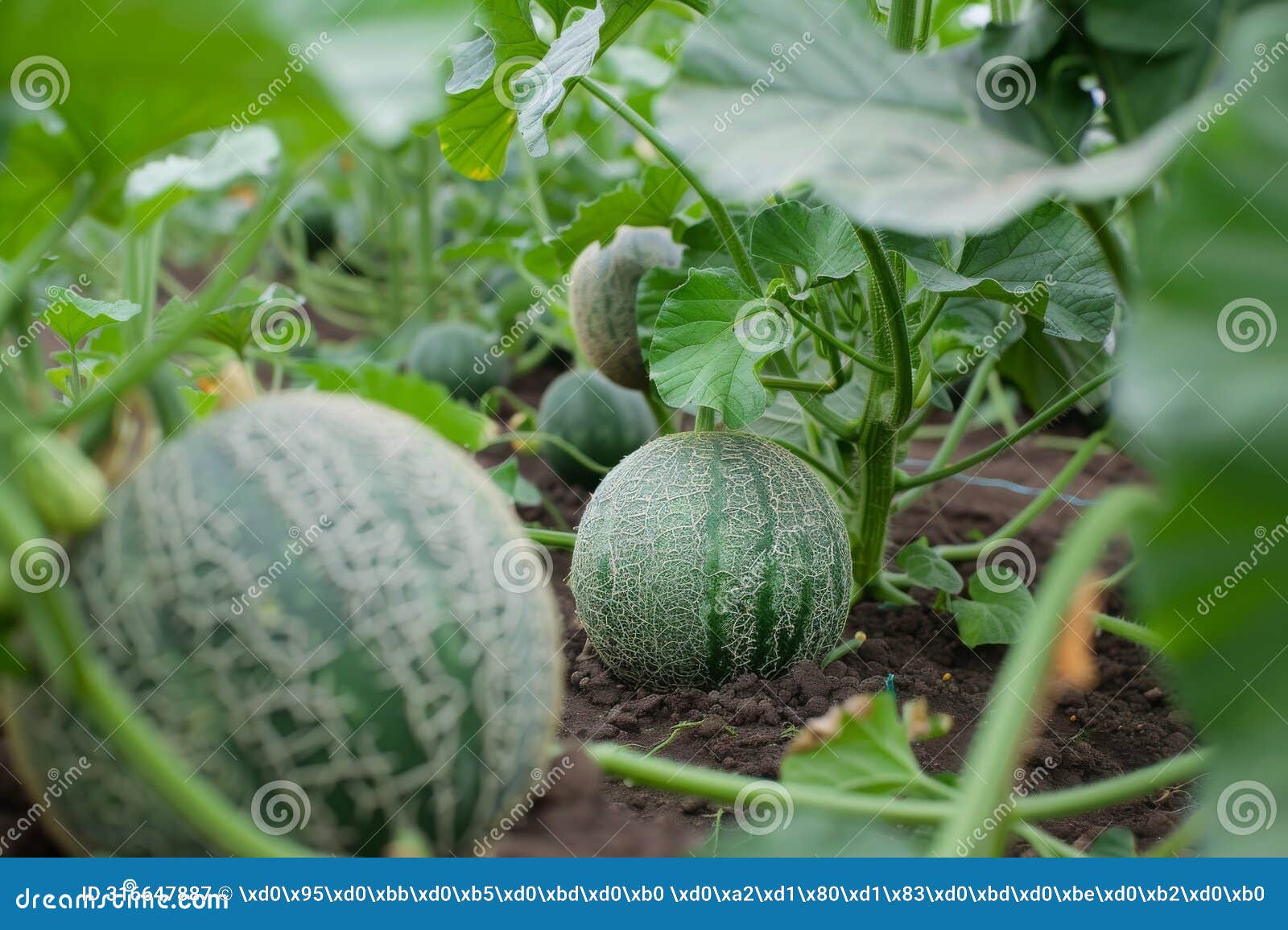 Row of Melons Growing in Containers in a Greenhouse, an Example of ...