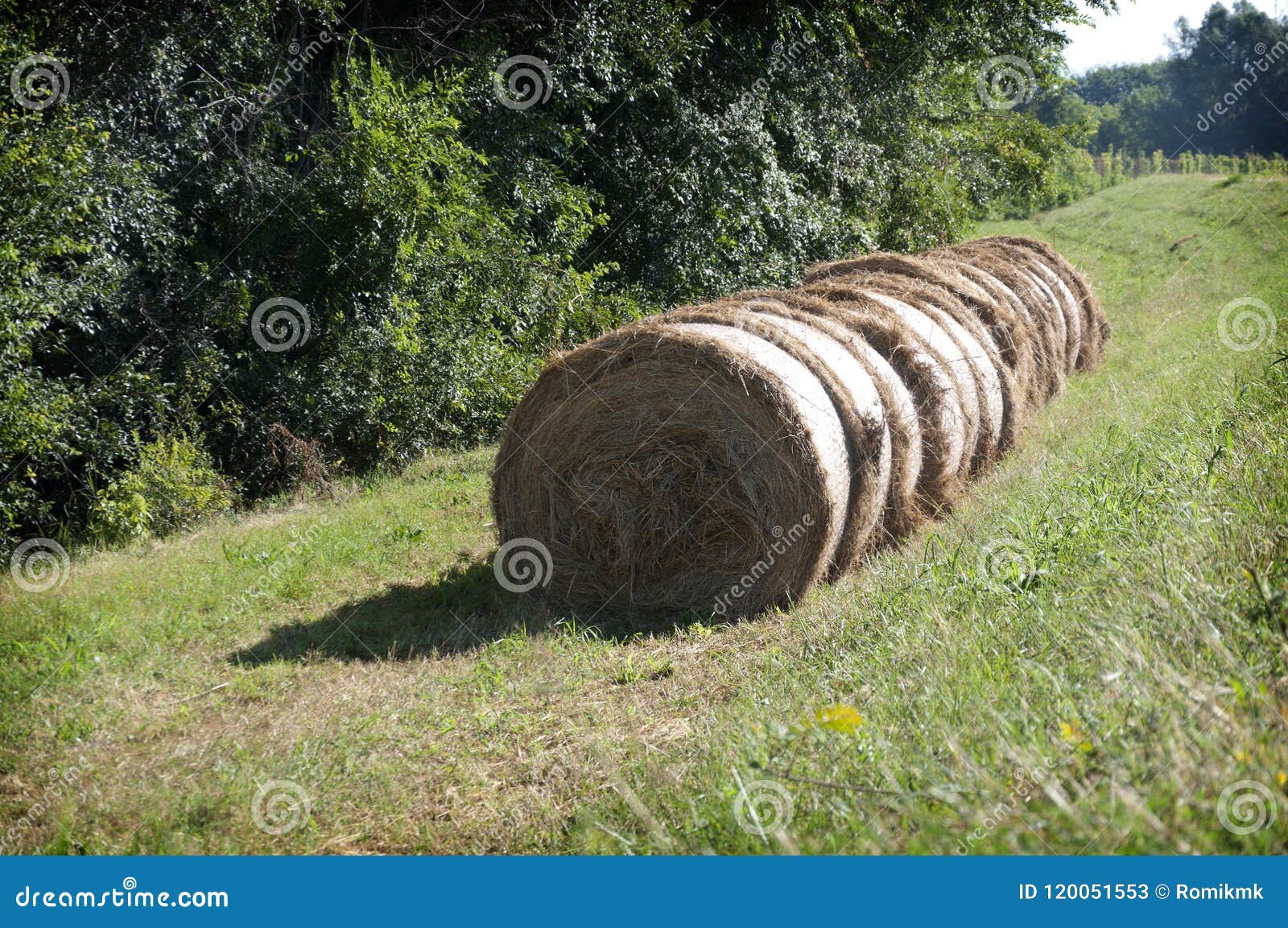Row of Mown Hay in Round Bales Stock Image - Image of grass, summer ...