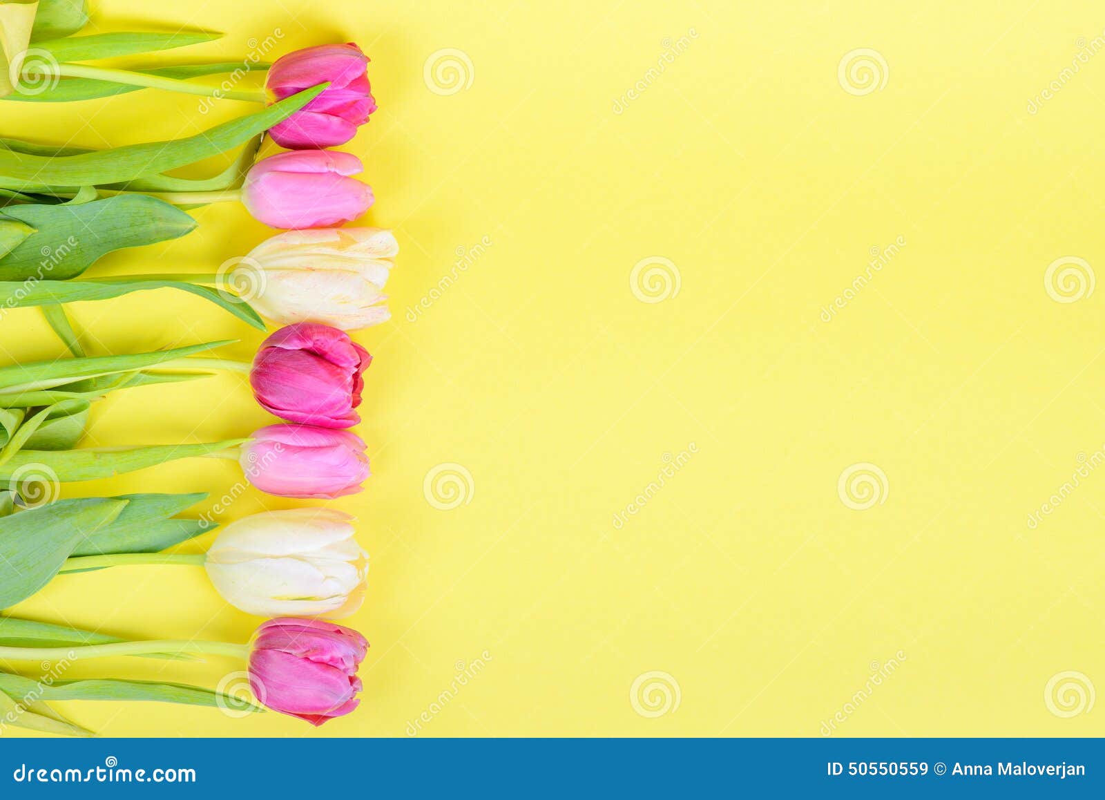 Row of Multicolored Tulips for Border or Frame Stock Image - Image of ...