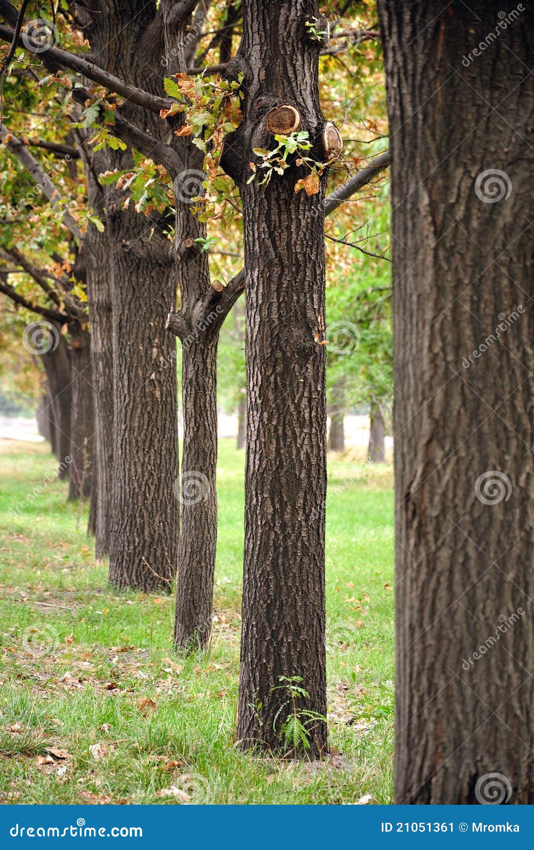 Row of oak trees stock image. Image of fall, stem, tree - 21051361