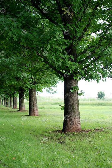 Row of Oak trees stock image. Image of meadow, grass, bark - 7485233