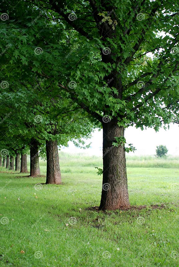 Row of Oak trees stock image. Image of meadow, grass, bark - 7485233