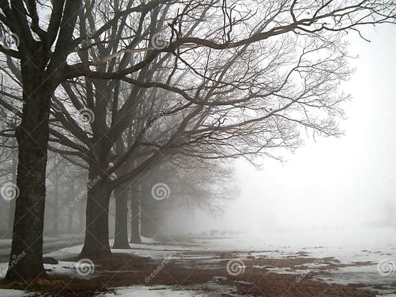A Row of Oak Trees in Thick Fog. Stock Photo - Image of haze, trees ...