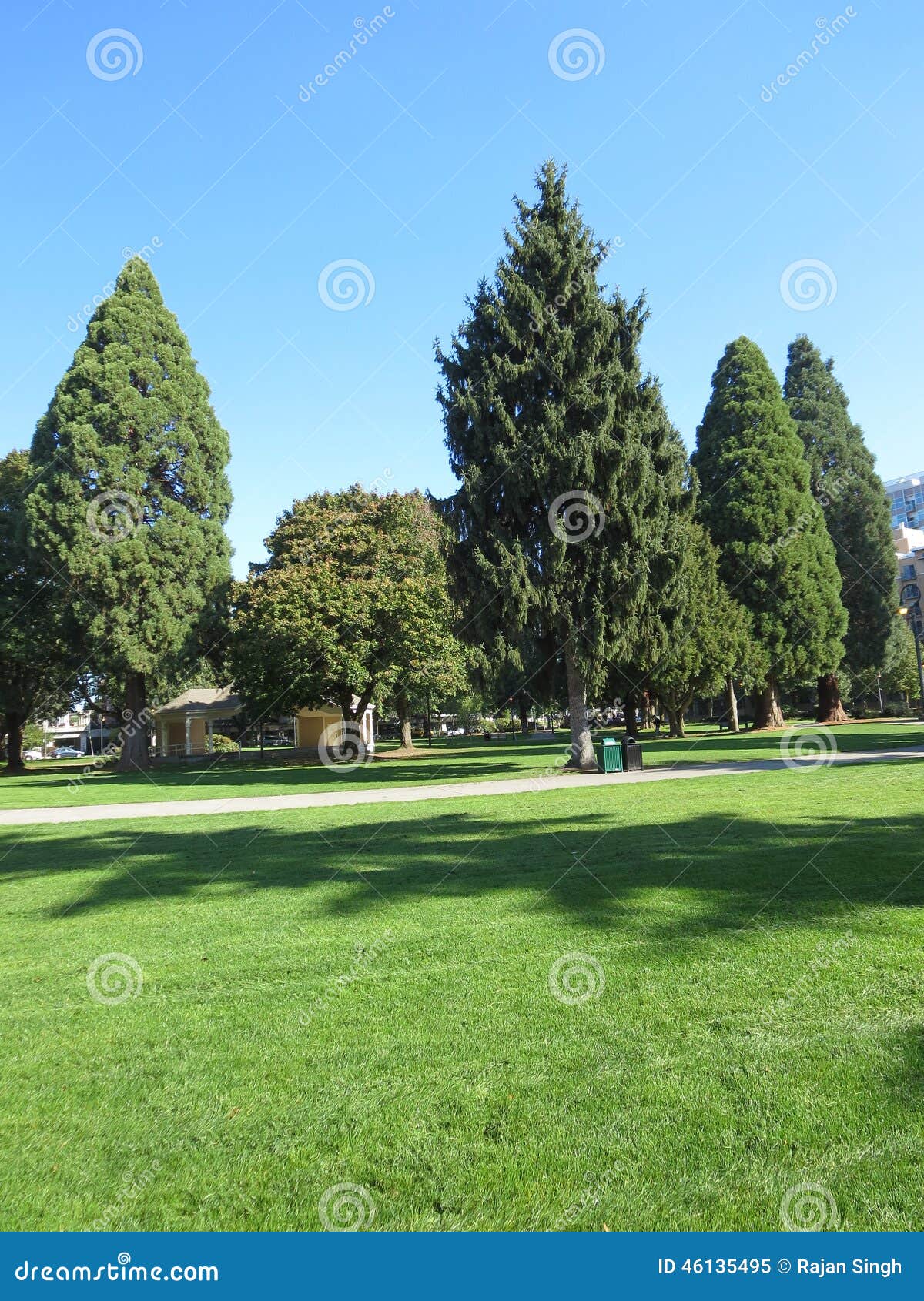 Row of old evergreen tree stock image. Image of long - 46135495