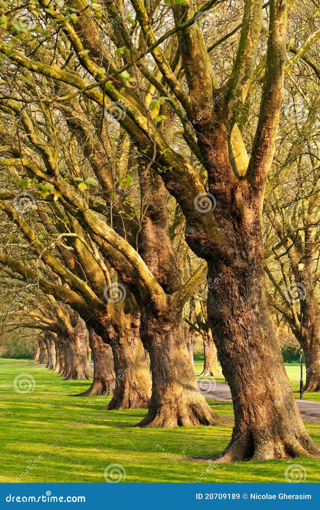 Row of old trees in park stock image. Image of rural - 20709189