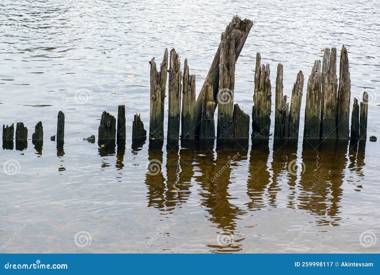 Wooden Piles Under Pier In California USA. Pilings, Pylons Or Pillars ...
