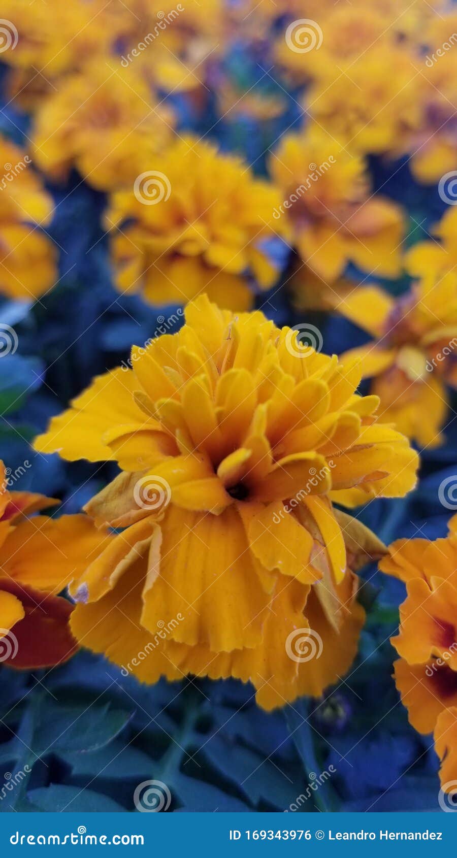 A row of orange marigolds stock photo. Image of leaf - 169343976