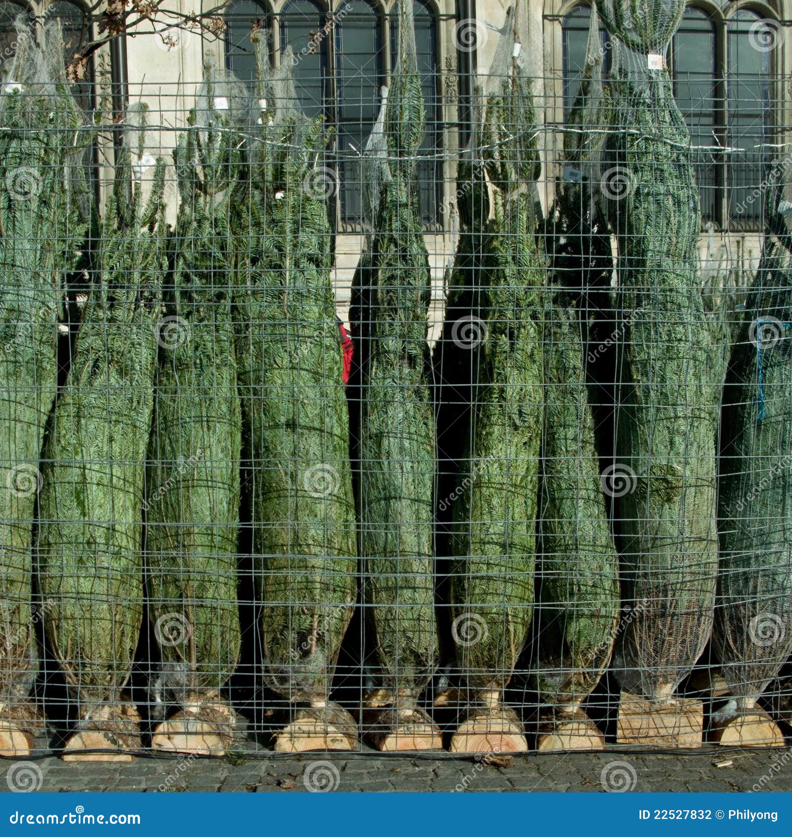 Row of Packed Christmas Trees Stock Photo - Image of paris, season ...