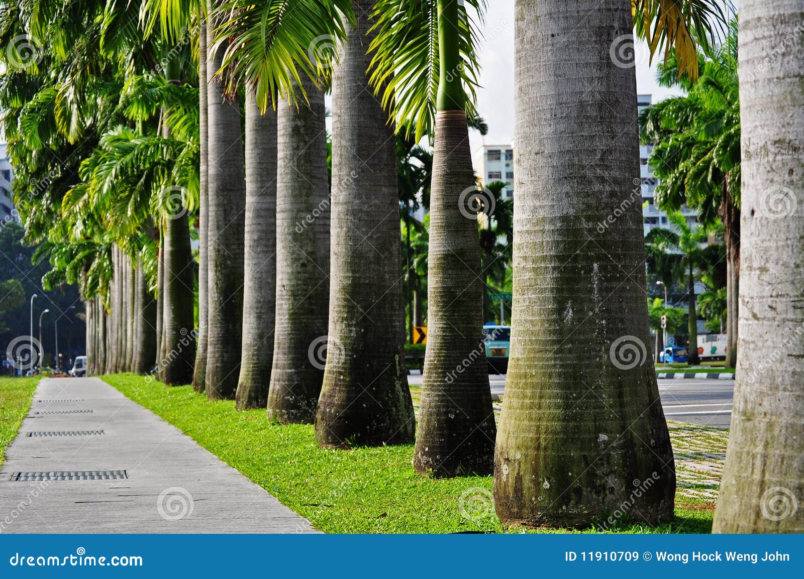 Row of palm tree stock image. Image of parks, gardens - 11910709