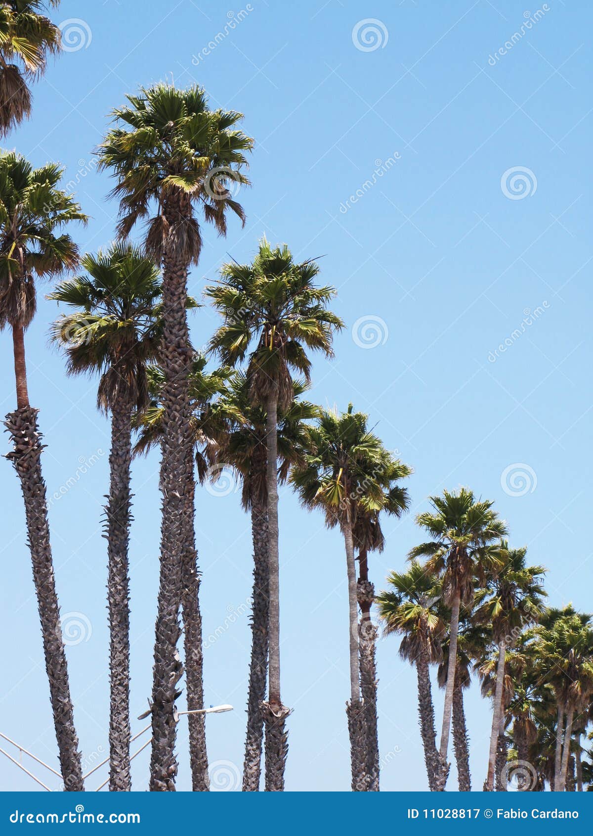 Row of palm trees stock image. Image of tree, vacation - 11028817