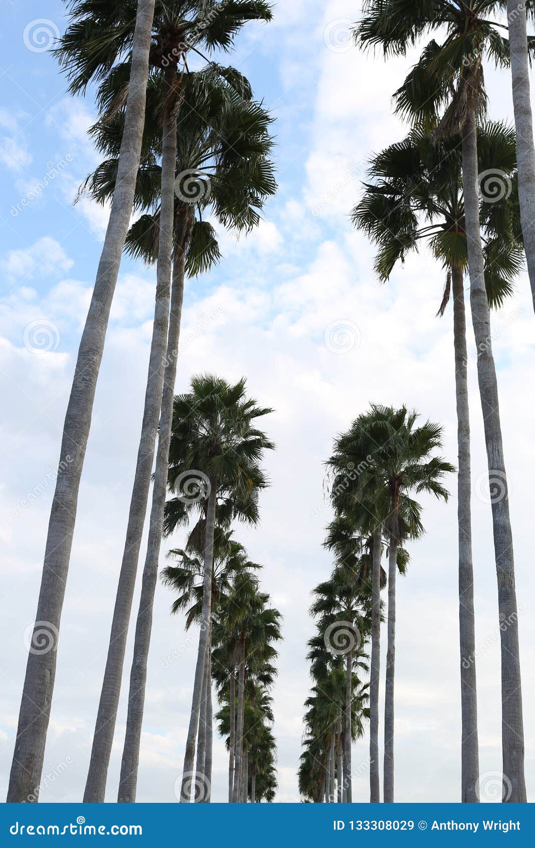 Row of Palm Trees on a Nice Day Stock Image - Image of travel, drive ...