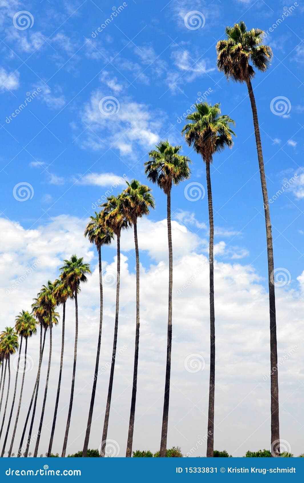 Row of Palm Trees stock image. Image of parallel, trees - 15333831