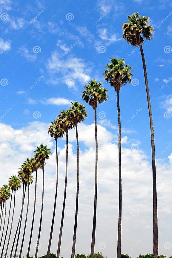 Row of Palm Trees stock image. Image of parallel, trees - 15333831