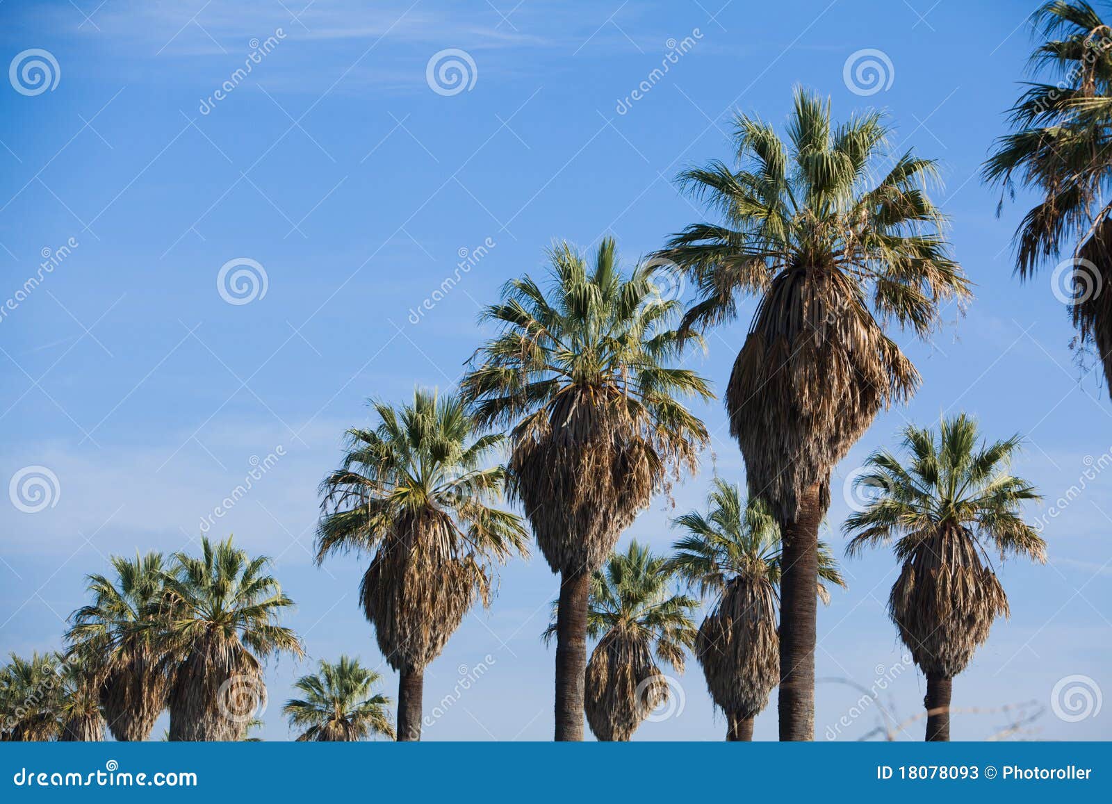 Row of Palm Trees stock image. Image of nature, droop - 18078093