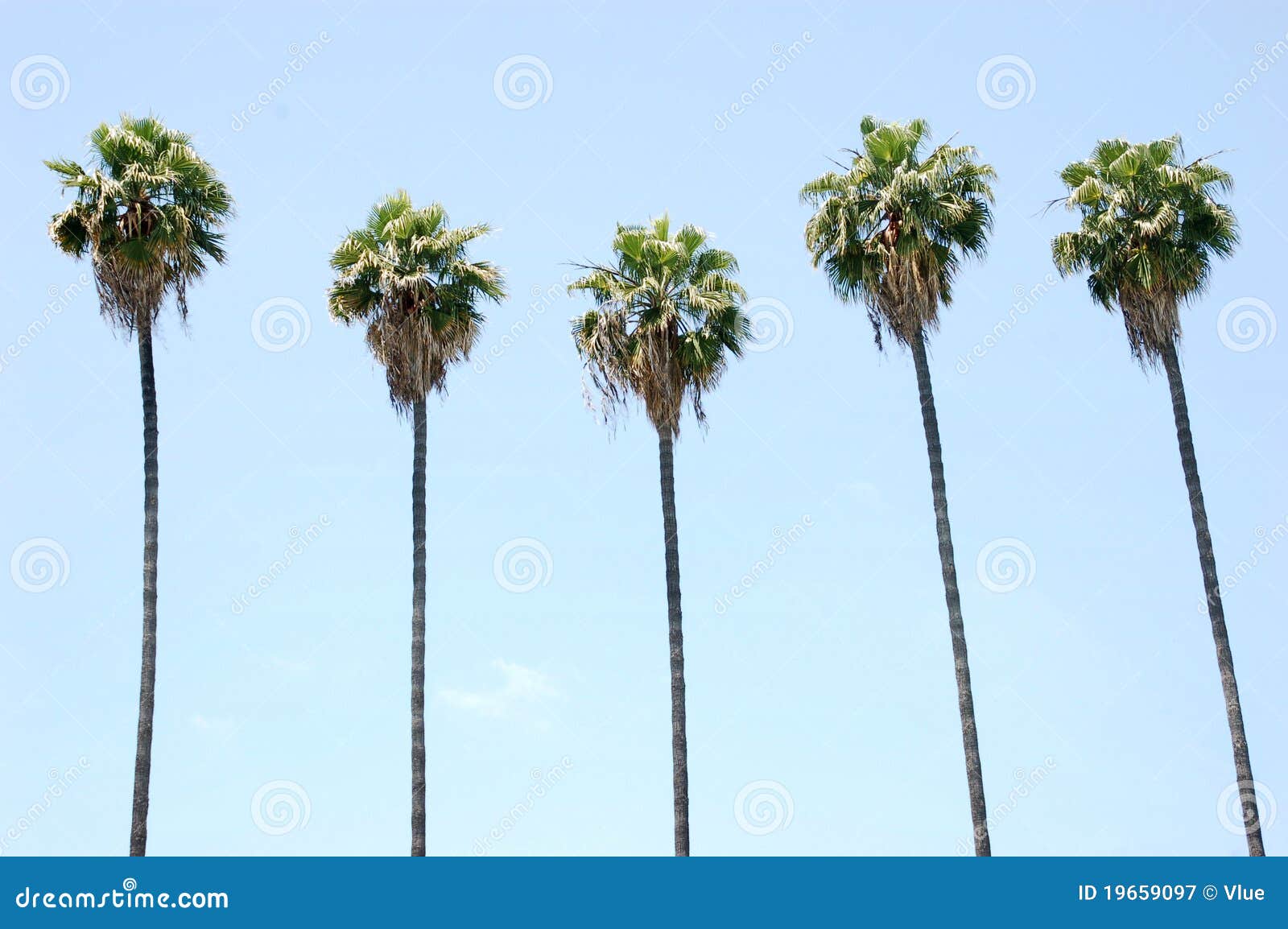 Row of Palm Trees stock image. Image of beach, shade - 19659097