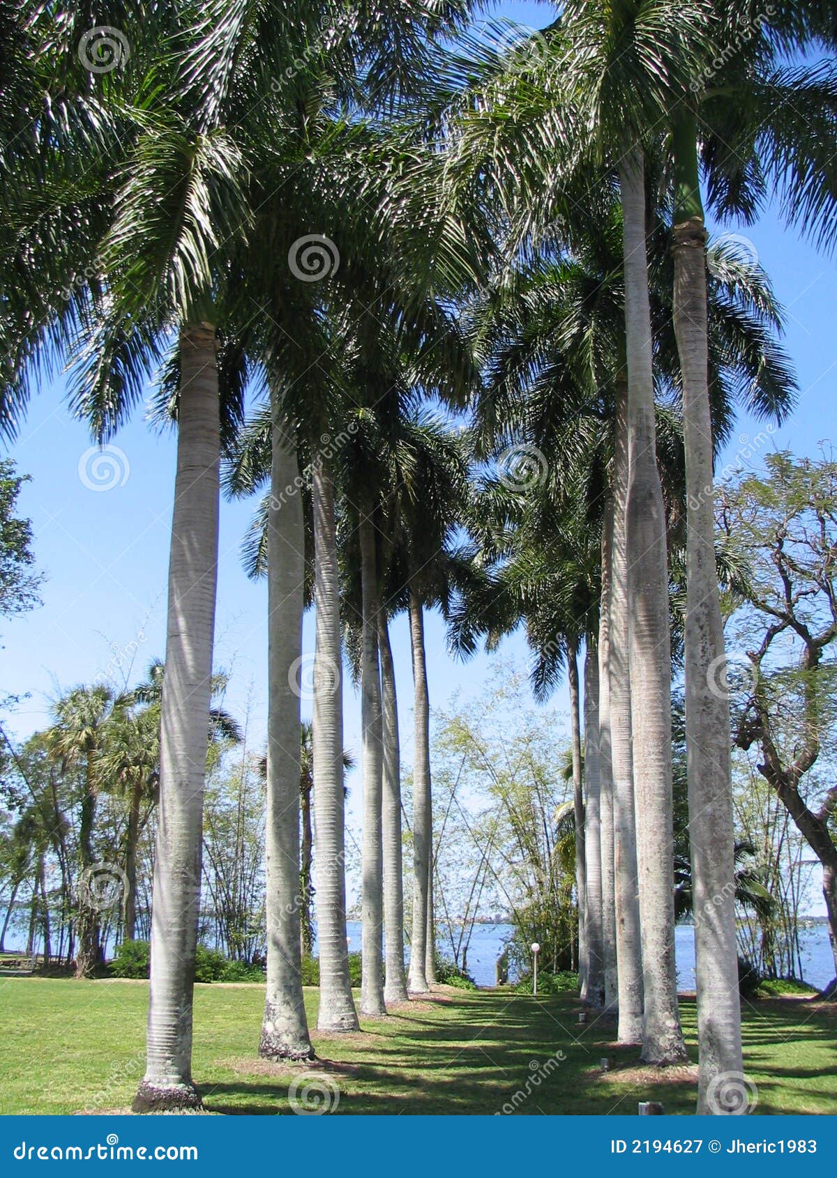 Row of Palm Trees stock image. Image of pretty, trees - 2194627