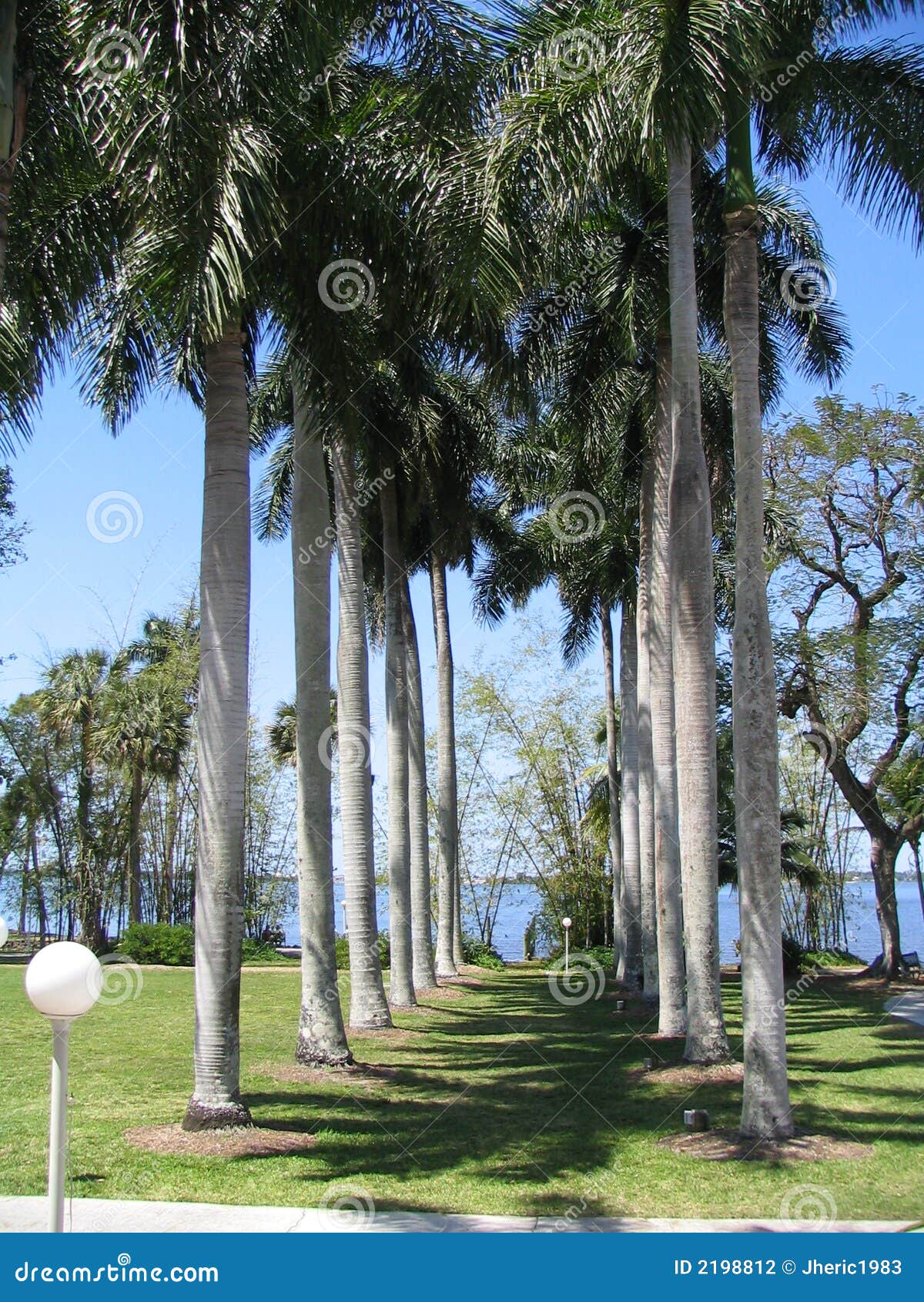 A Row of Palm Trees stock photo. Image of sunshine, trees - 2198812