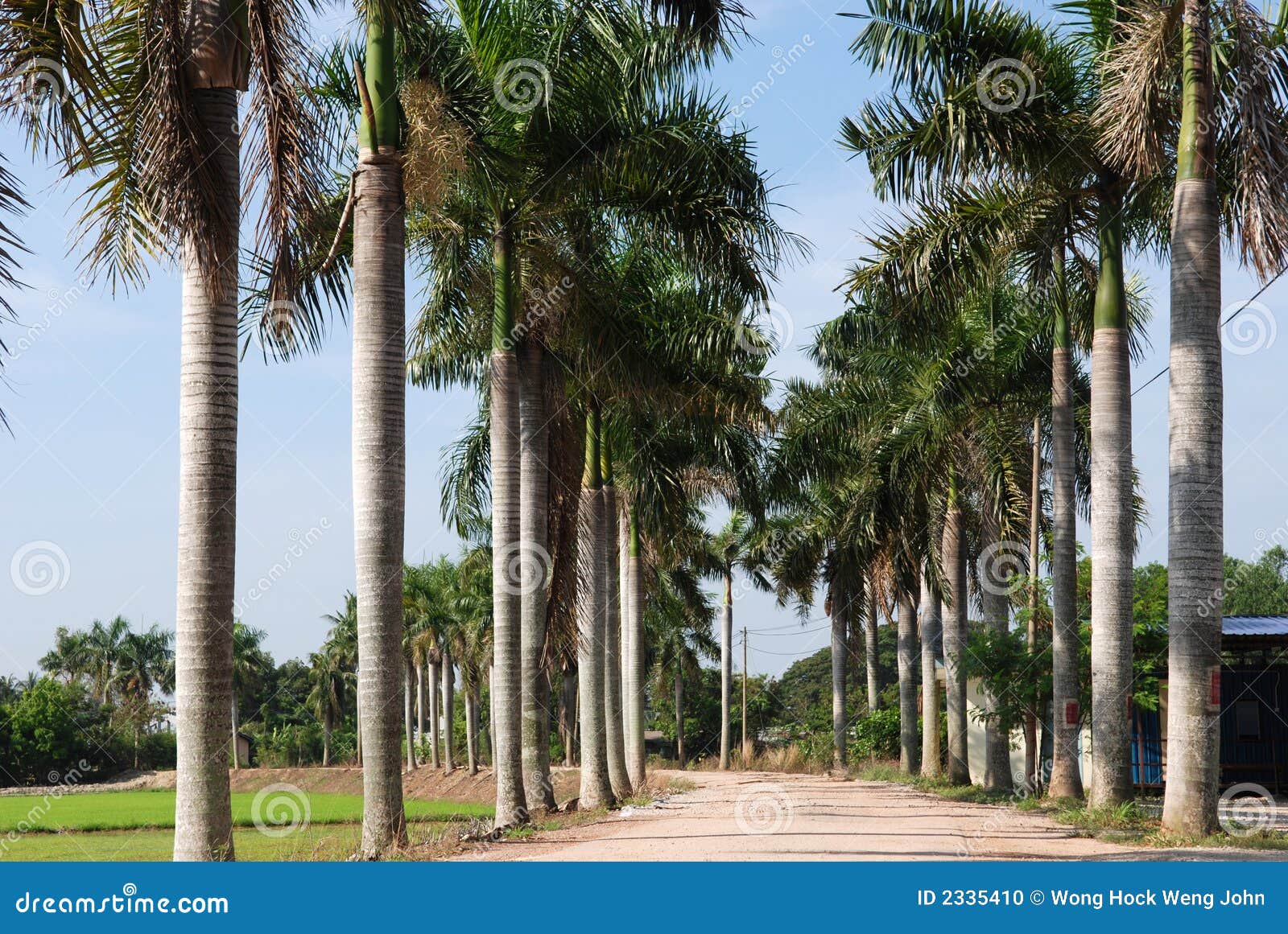Row of palm trees stock photo. Image of shadow, outdoor - 2335410