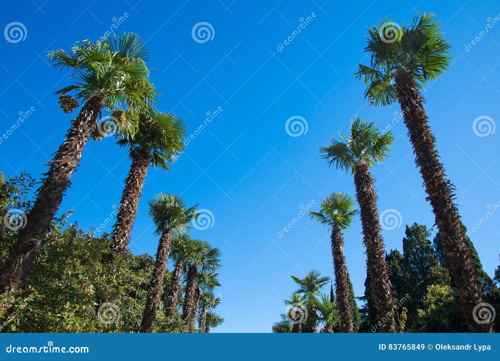 3,425 Row Palm Trees Photos - Free & Royalty-Free Stock Photos from ...