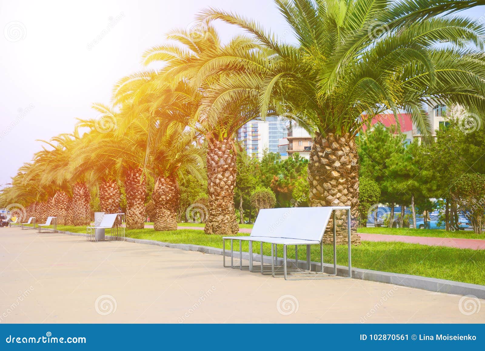 Row of Palm Trees Along a Pedestrian Road with Benches. Stock Image ...
