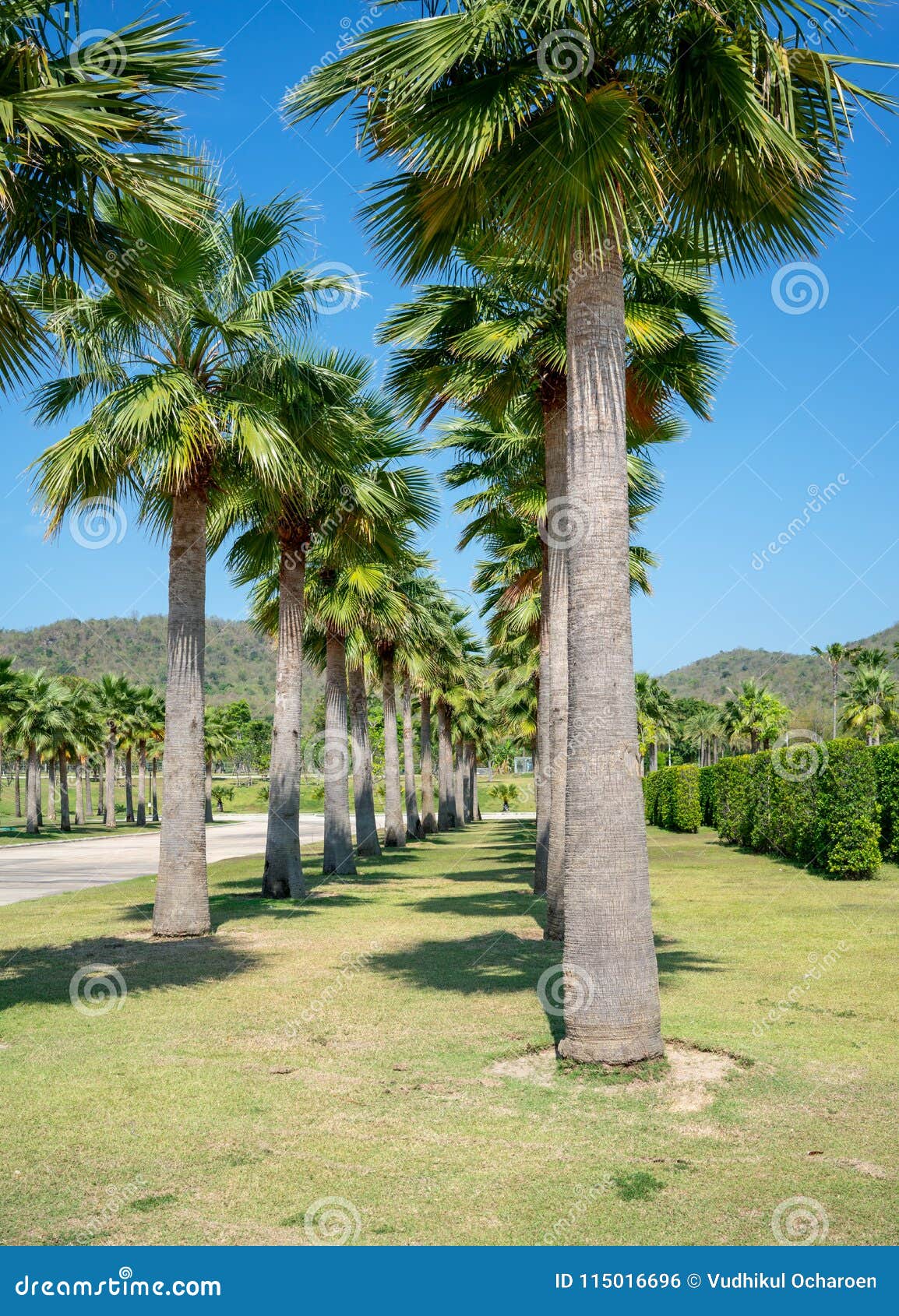 Row of Palm Trees Along the Road Stock Photo - Image of lawn ...