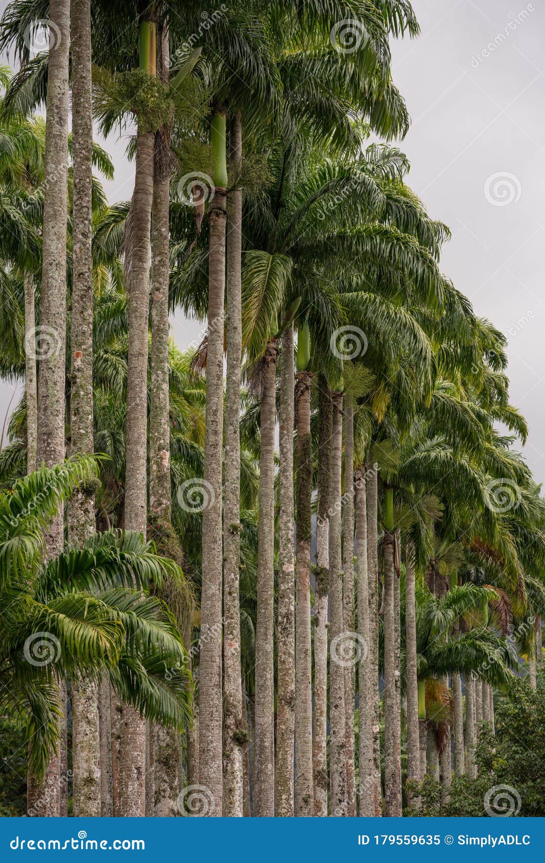 Row or Palm Trees in a Botanical Garden in Rio De Janeiro Editorial ...