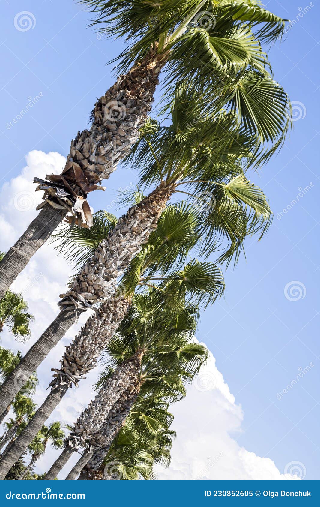 Row of Palm Trees, Dutch Angle Stock Image - Image of view, tree: 230852605