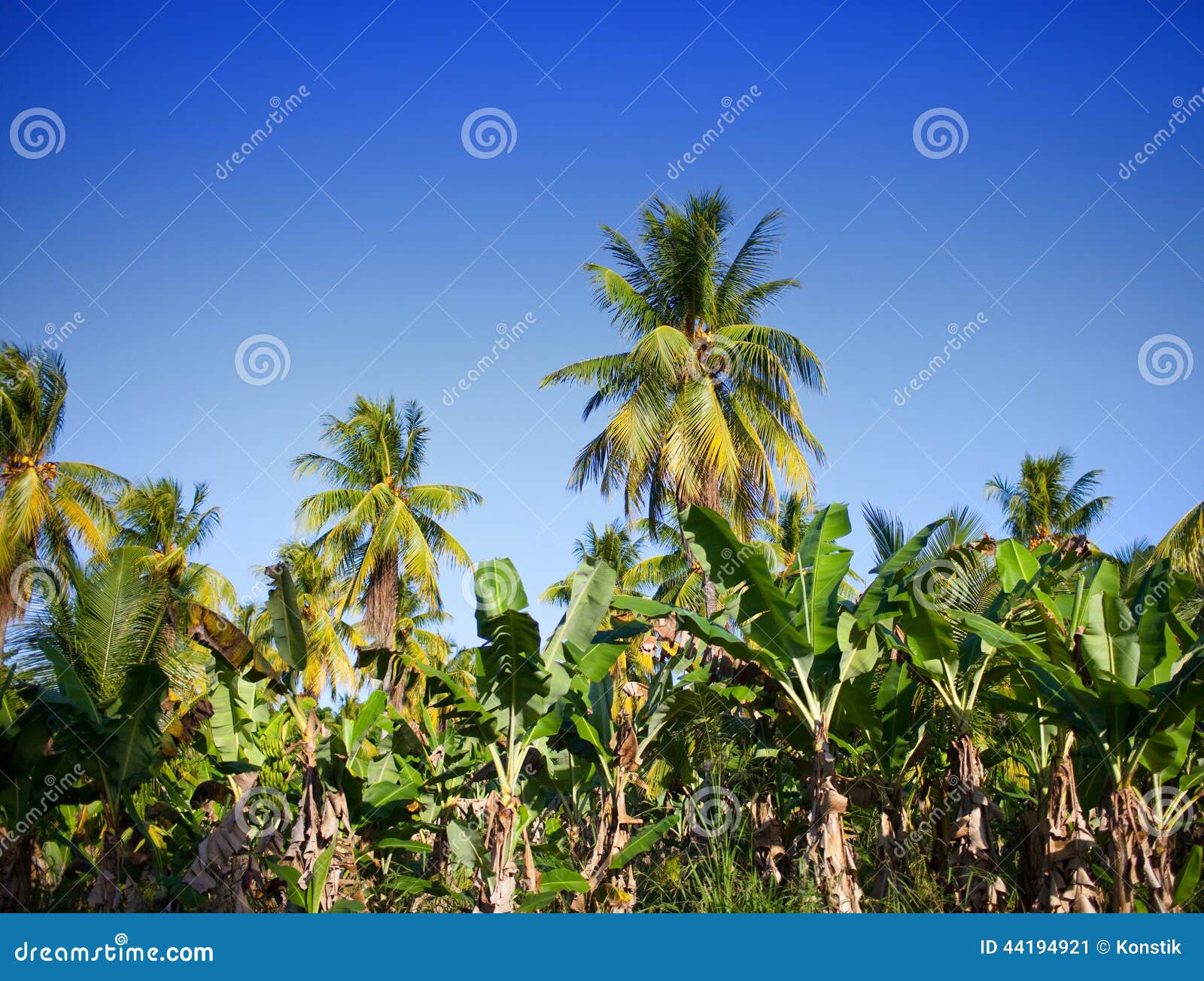 A row of palm trees stock image. Image of landscape, natural - 44194921