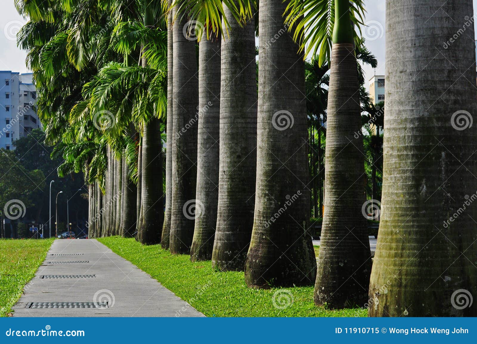Row of Palm Trees in the Park Stock Image - Image of outdoor, tall ...