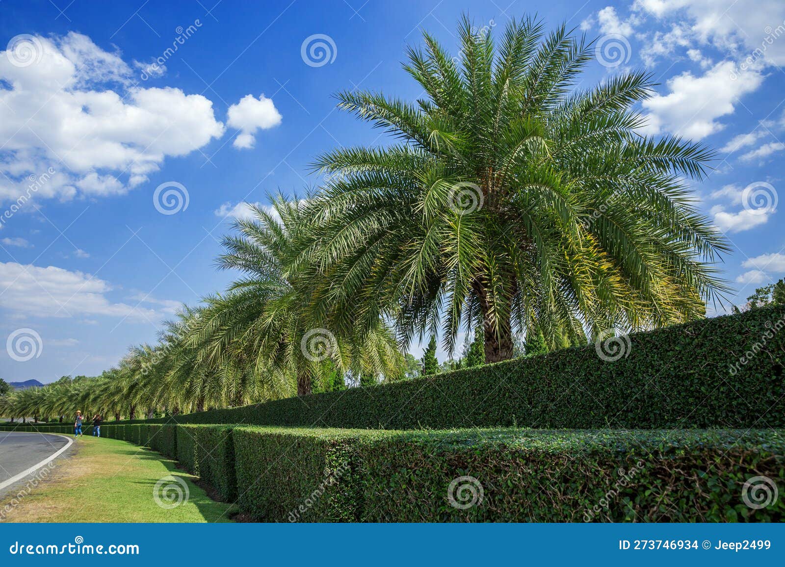 Row of palm trees. stock photo. Image of tree, vacation - 273746934