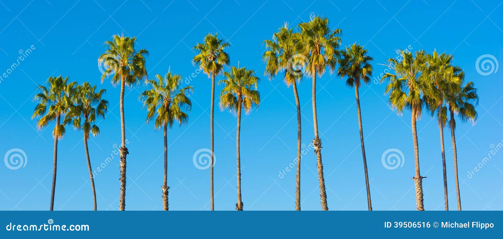 A Row of Palm Trees with a Sky Blue Background Stock Photo - Image of ...