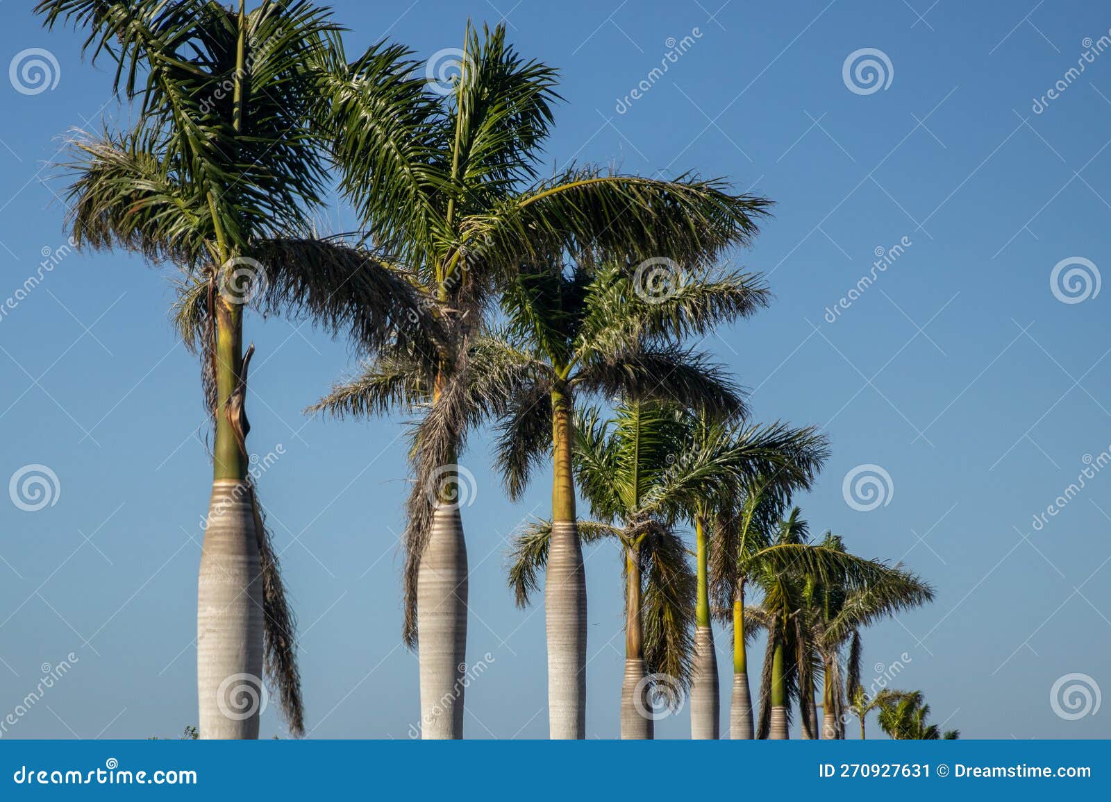 Row of Palm Trees stock image. Image of natural, resort - 270927631