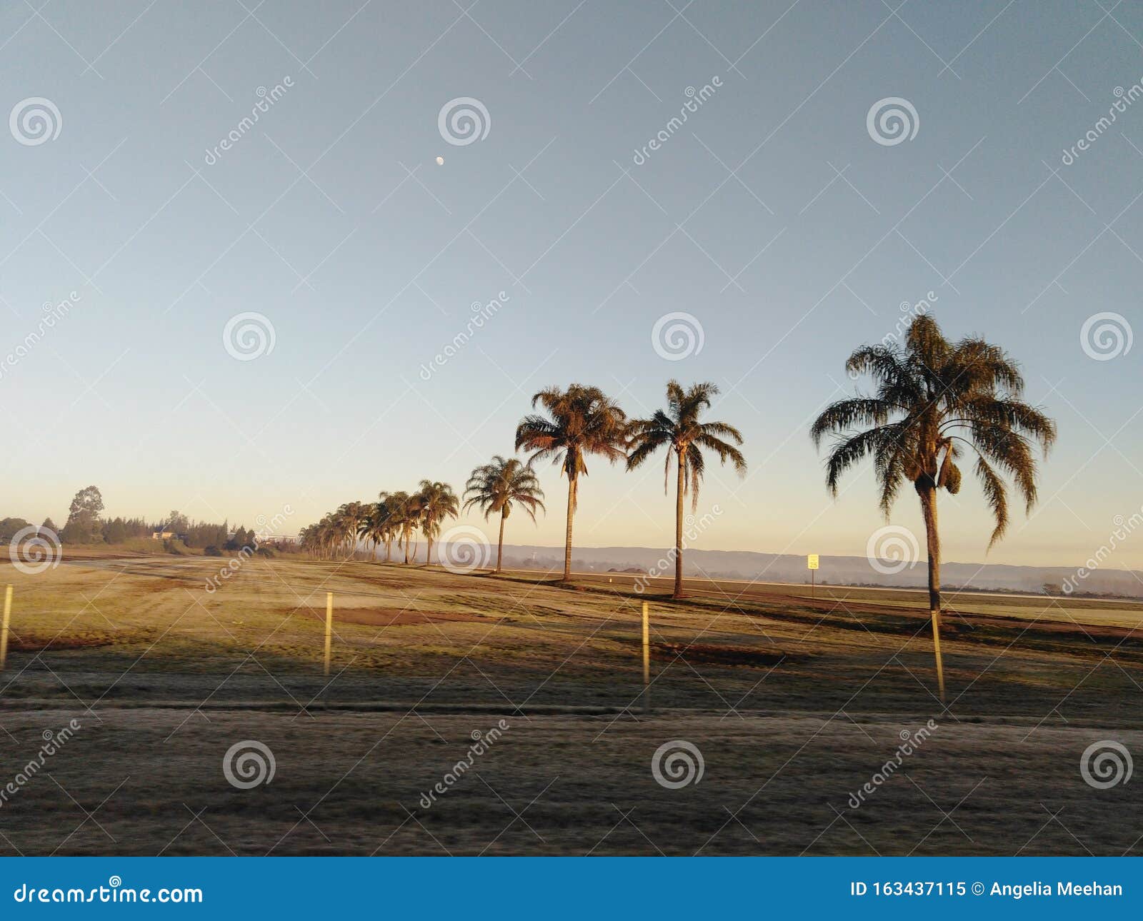 Row of Palm Trees in the Sun Stock Image - Image of rural, palm: 163437115
