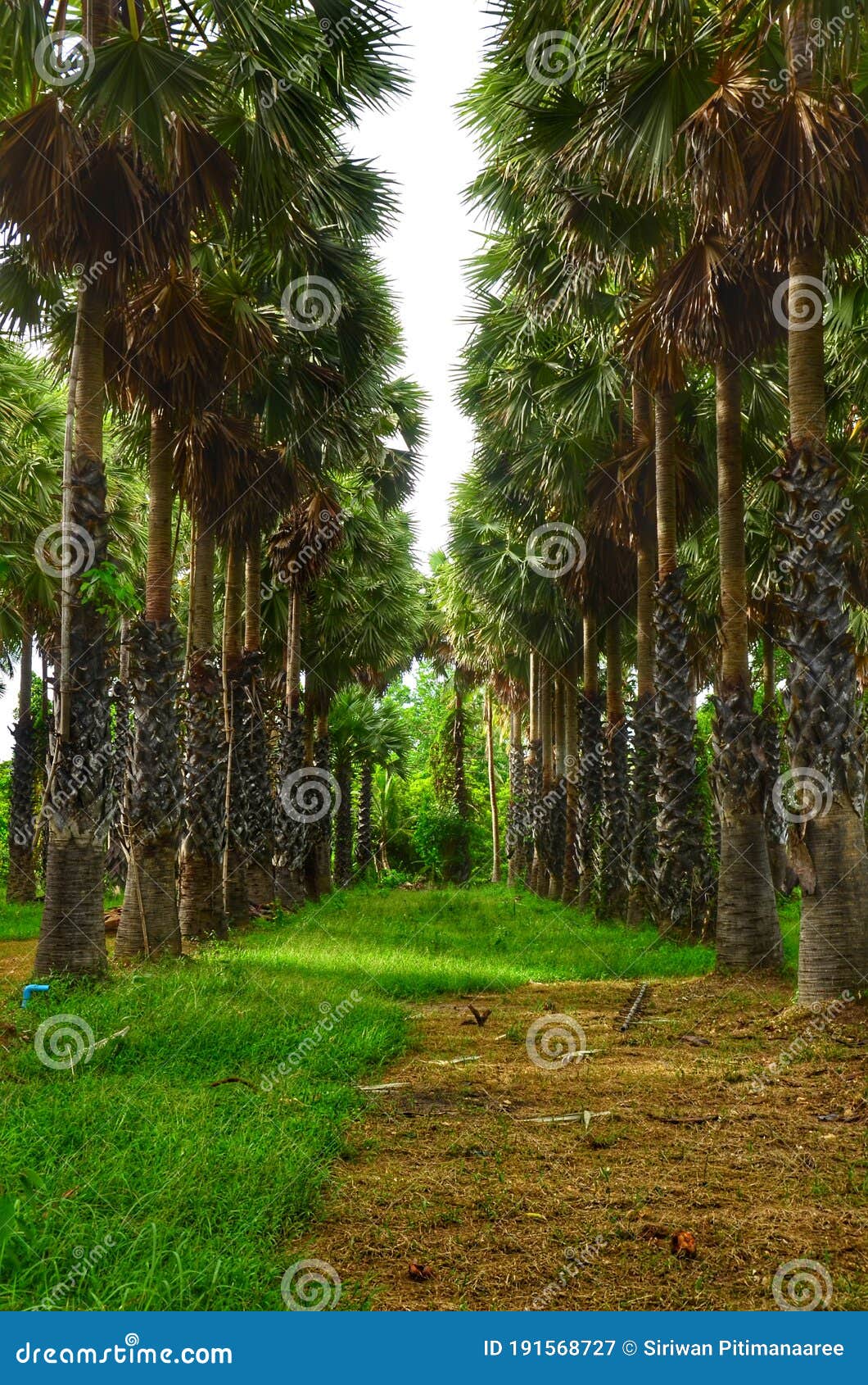 Row of Palmyra Palm Trees in the Garden Stock Image - Image of ...
