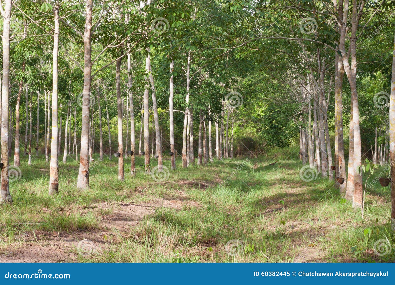 Row of para rubber tree stock image. Image of harvesting - 60382445