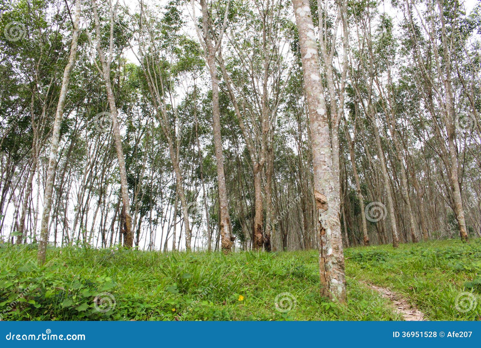 Row of Para Rubber Tree in Agriculture Farm Stock Photo - Image of ...