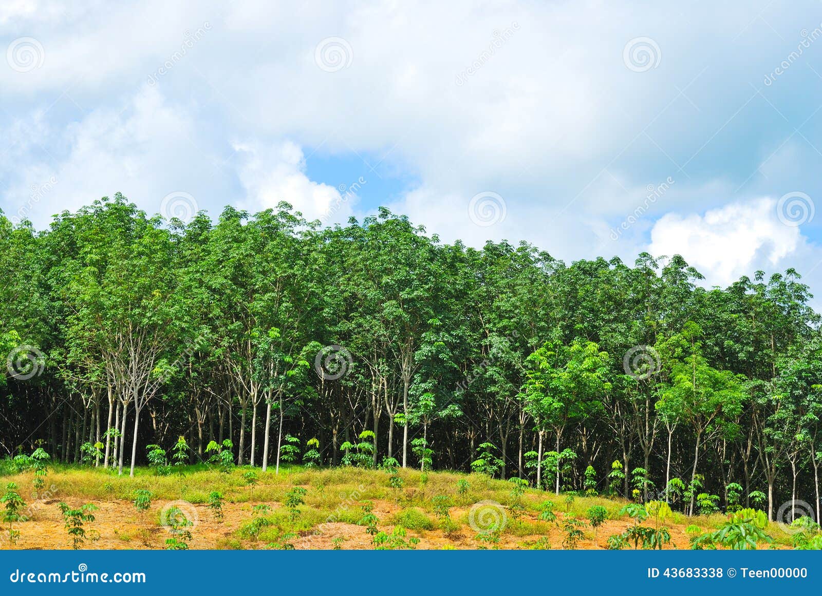 Row of para rubber tree stock photo. Image of plantation - 43683338