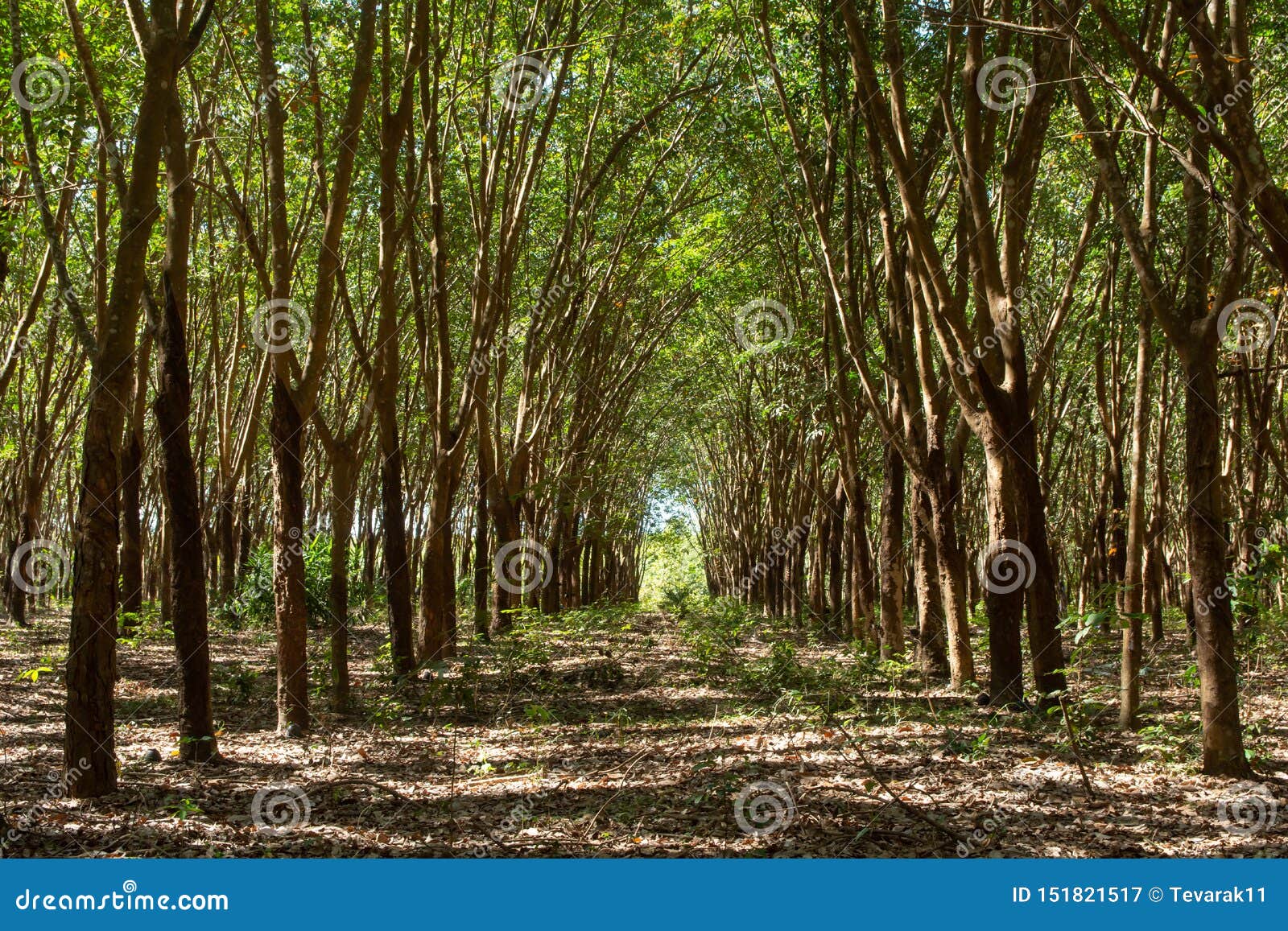 Row of Para Rubber Tree. Rubber Plantation Background Stock Image ...