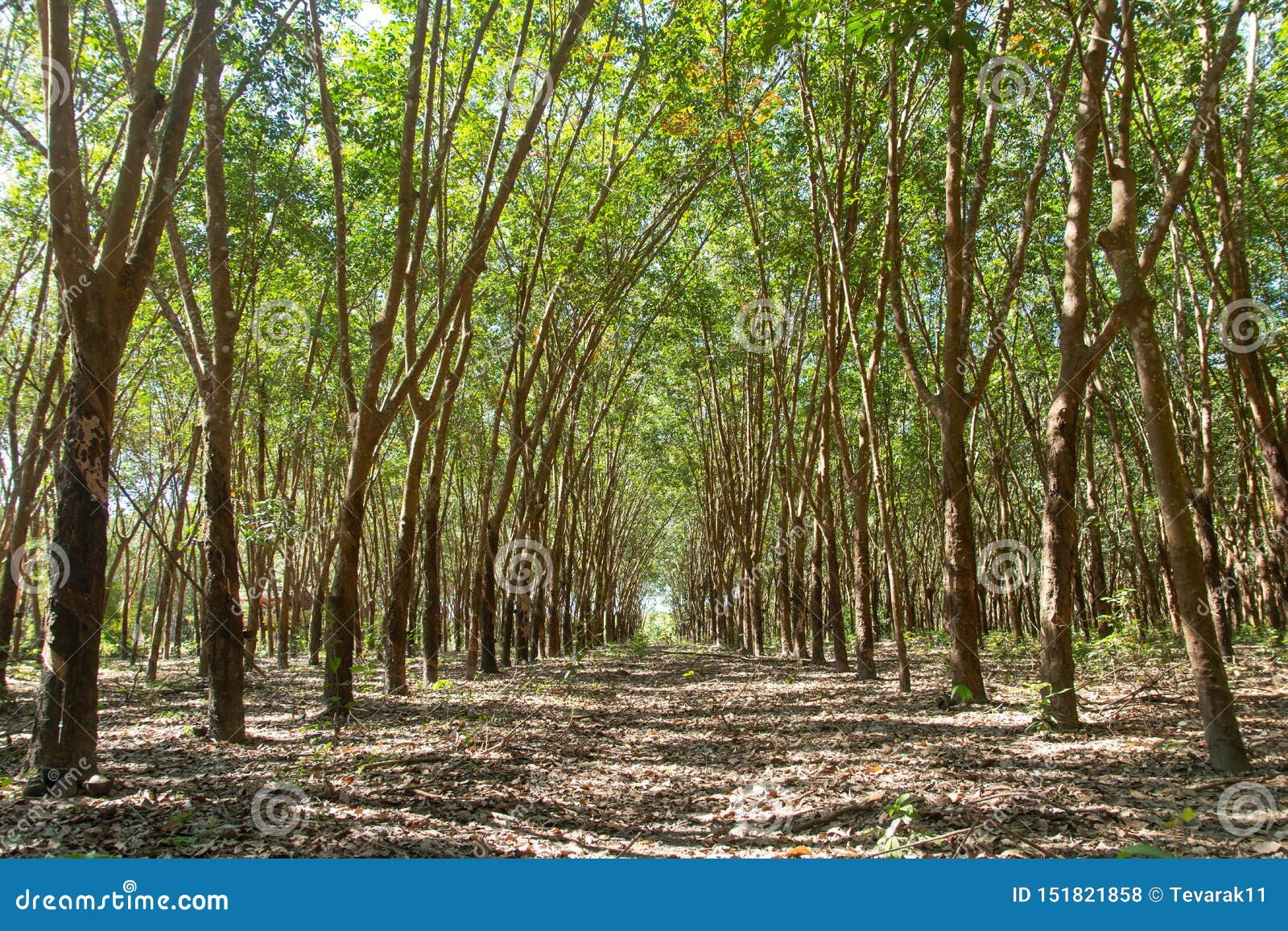 Row of Para Rubber Tree. Rubber Plantation Background Stock Photo ...