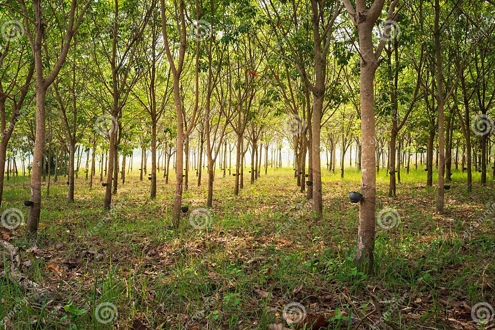 Row of Para Rubber Tree in Plantation Rubber Stock Image - Image of ...