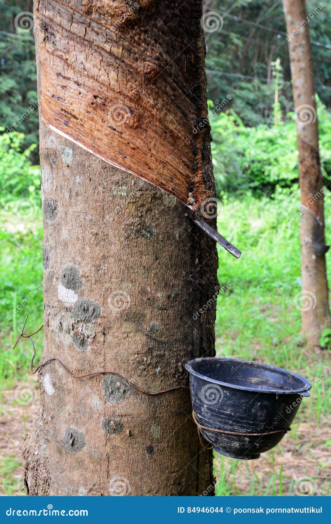 Row of Para Rubber Tree in Plantation Stock Photo - Image of collected ...
